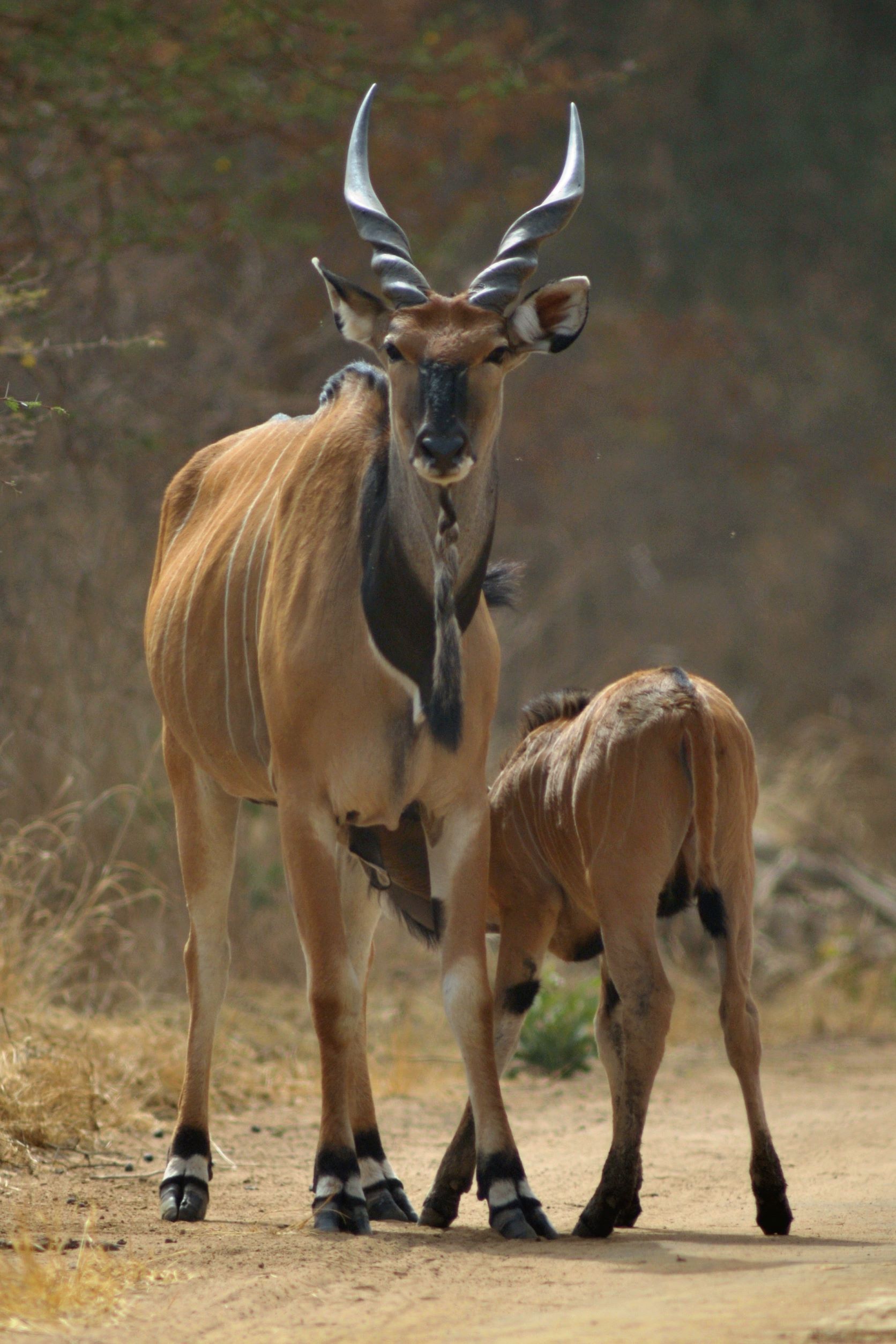 Den pro antilopu Derbyho | Česká zoo z.s.