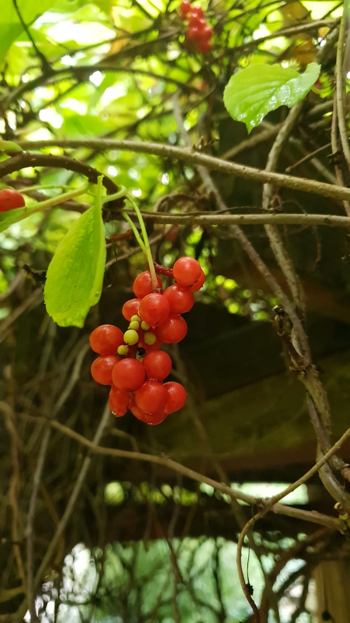 Botanické zajímavosti Zoo Ostrava: Plody pěti chutí | Česká zoo z.s.