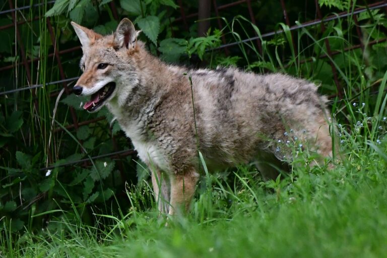Kojoti | Česká zoo z.s.