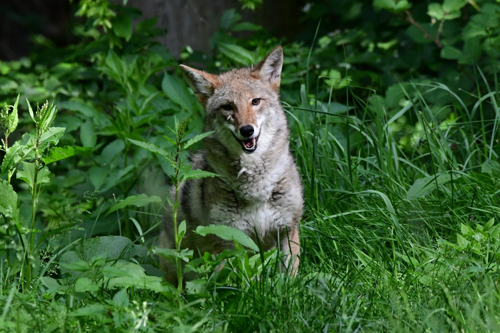 Kojoti | Česká zoo z.s.