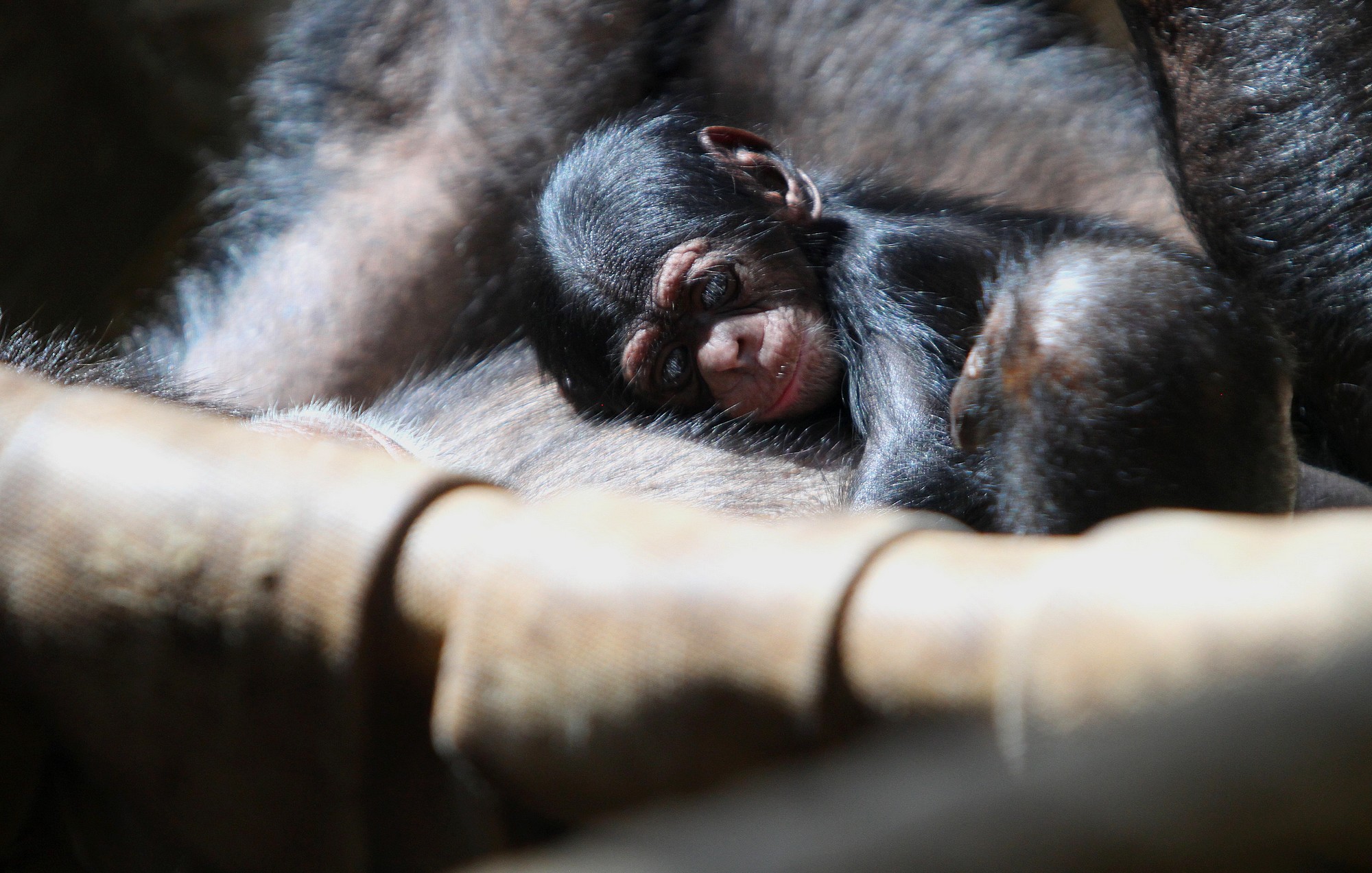 V Zoo Ostrava se narodilo mládě šimpanze | Česká zoo z.s.