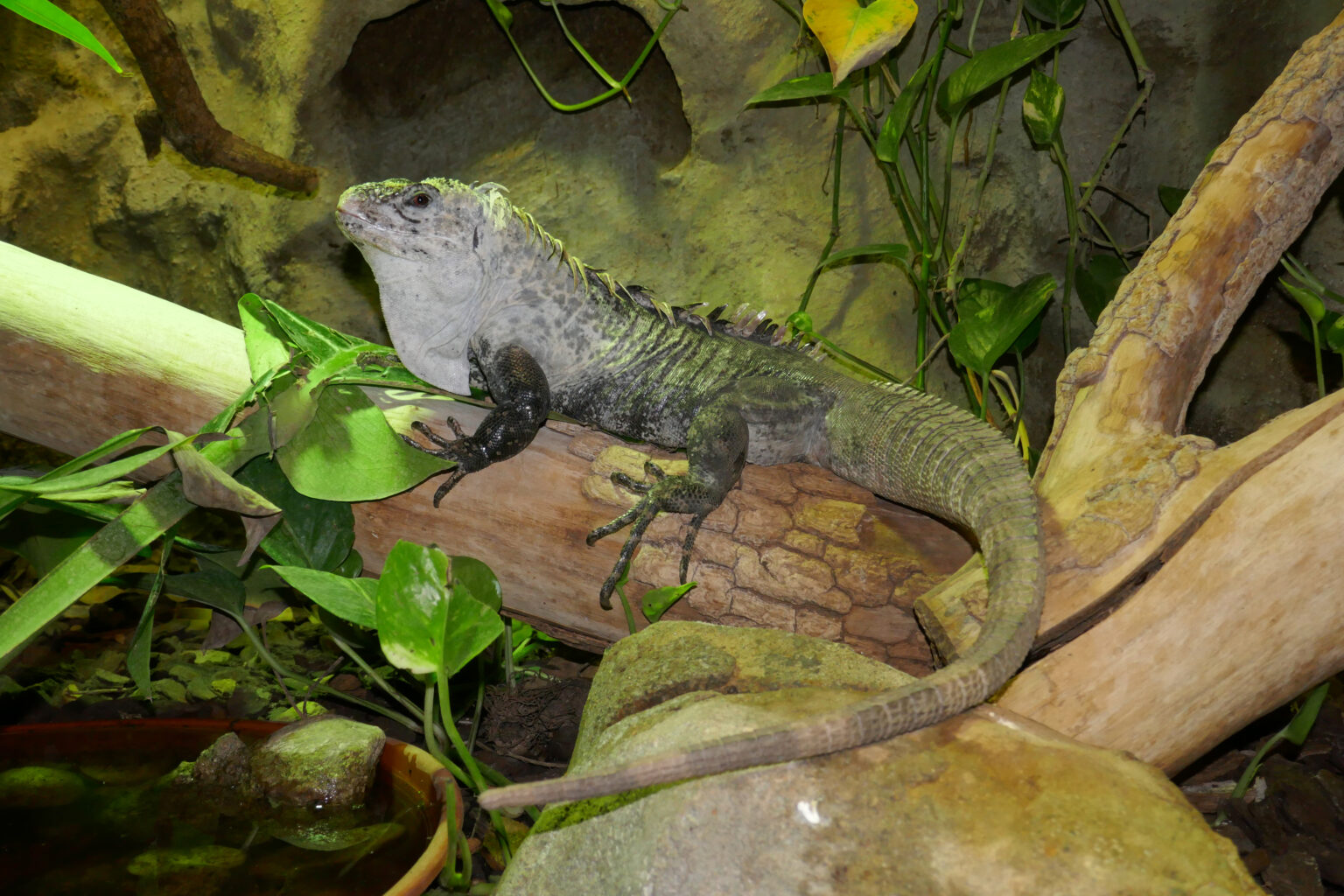 ZOO Brno | Česká zoo z.s.